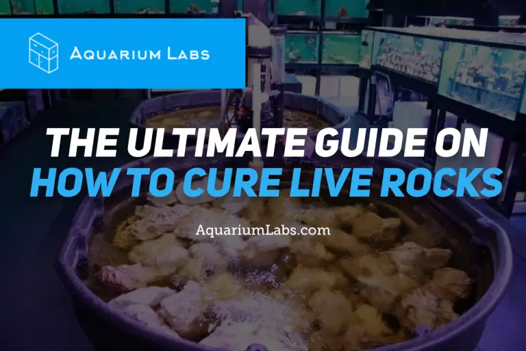 How to Cure Live Rocks [Ultimate Saltwater & Reef Tank Guide]