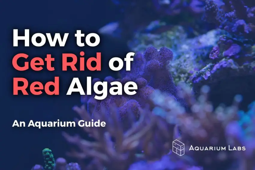 How to Get Rid of Red Algae | Aquarium Labs
