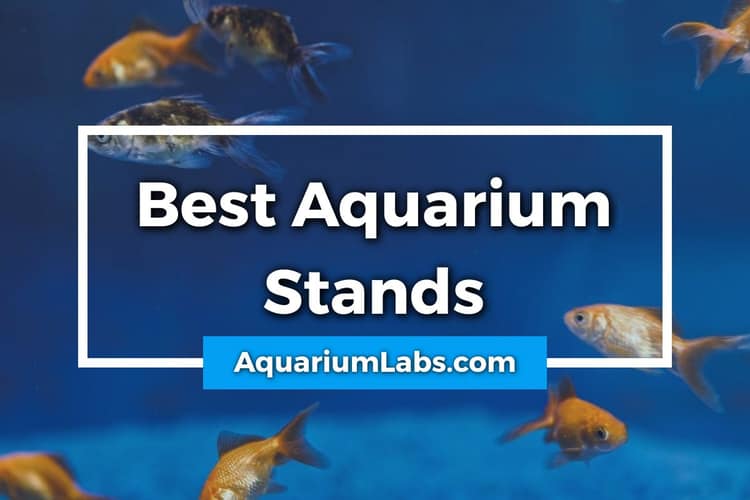 Best Aquarium Stand for Your Tank (2020 Reviews & Guide) - Aquarium Labs