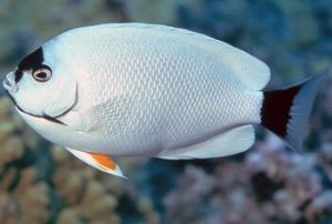 13 Best Reef Safe Angelfish for Your Reef Tank Guide
