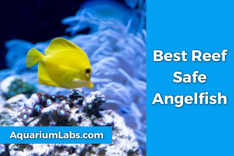 13 Best Reef Safe Angelfish for Your Reef Tank Guide