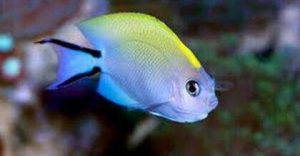 13 Best Reef Safe Angelfish for Your Reef Tank Guide