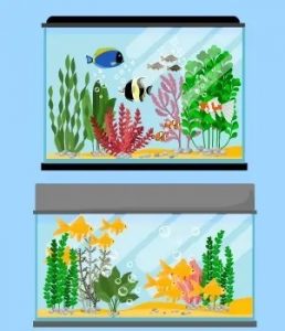 How to Set Up a Saltwater Aquarium Ultimate Guide