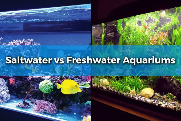 Saltwater Vs Freshwater Aquarium [Pros & Cons of Both]