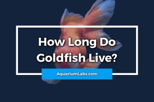 How Long Do Goldfish Live? A LifeSpan Guide to Caring for Goldfish