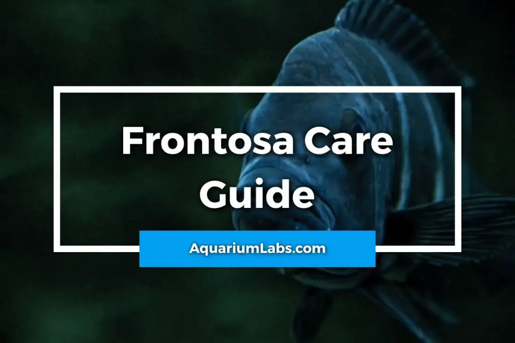 Frontosa Care Guide: Diet, Size, Lifespan, Cost, & Frontosa Cichlid ...