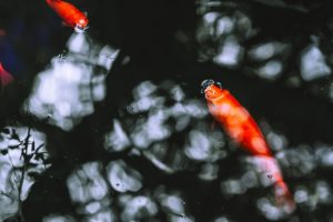 Why Is My Goldfish Turning Red? | Aquarium Labs