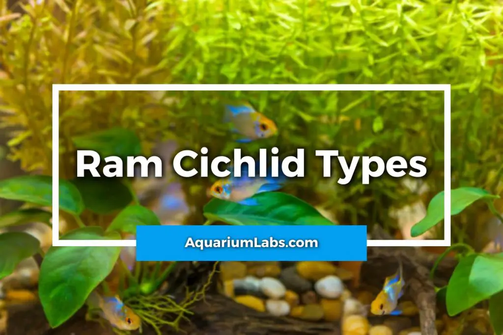Ram Cichlid Types - Aquarium Labs