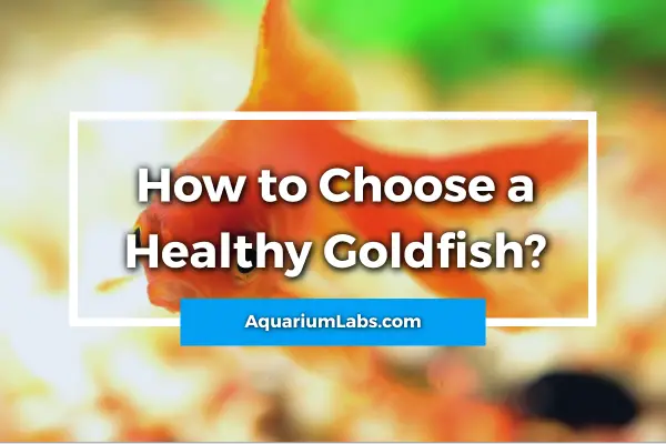 How to Choose a Healthy Goldfish? | Aquarium Labs