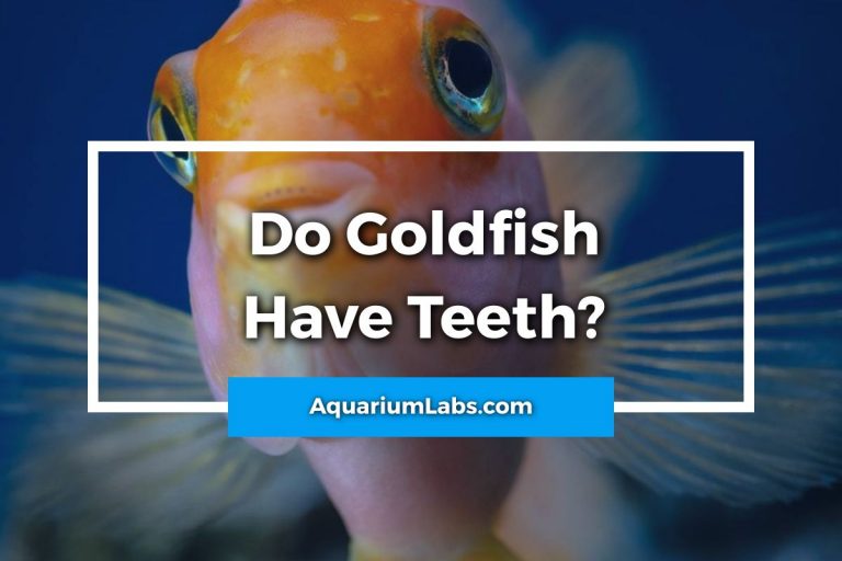 Do Goldfish Have Teeth? | Aquarium Labs