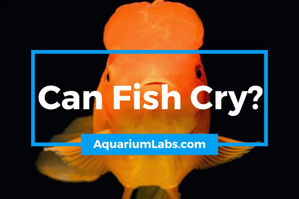 Do Fish Cry? Fish, Tears, and Emotions | Aquarium Labs