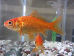 What Size Tank for 2 Goldfish? | Aquarium Labs