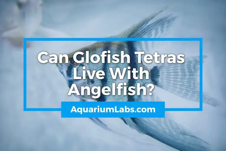 Glofish Angelfish Tank Mates: Can They Really Live Together?