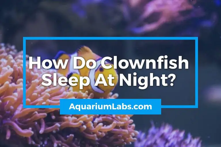 How Do Clownfish Sleep At Night? | Aquarium Labs