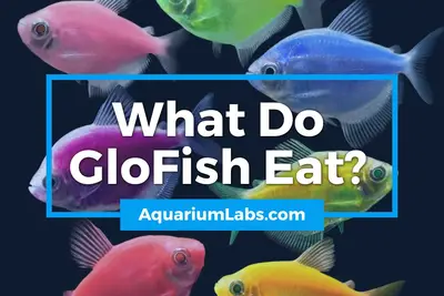 What Do Glofish Eat? [A Guide On Feeding Glofish] – Aquarium Labs