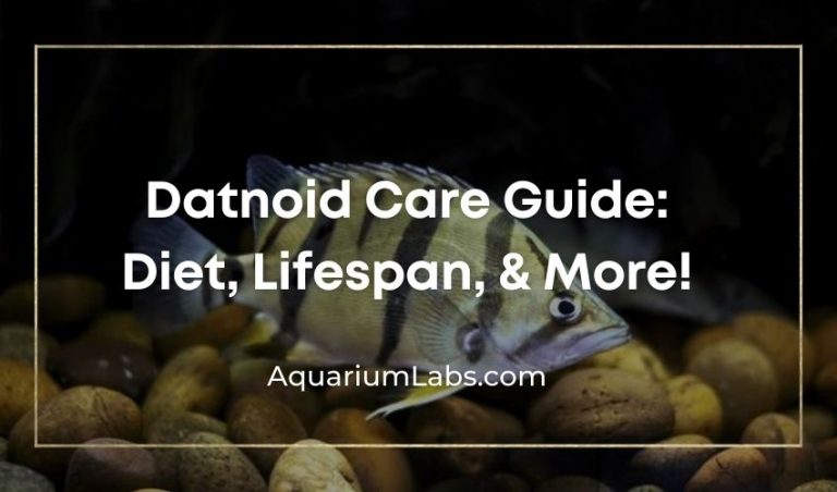 Datnoid Care: Diet, Lifespan, Tankmates, & More!