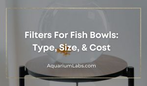 Filters For Fish Bowls: Type, Size, & Cost | Aquarium Labs