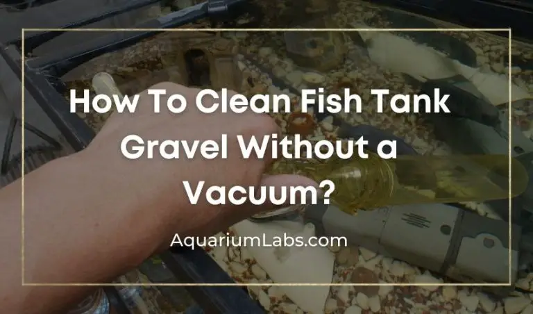 How To Clean Fish Tank Gravel Without a Vacuum? [Guide]