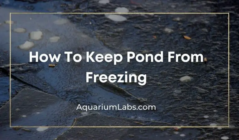 How To Keep Pond From Freezing [8 Ways to Prevent Freezing]