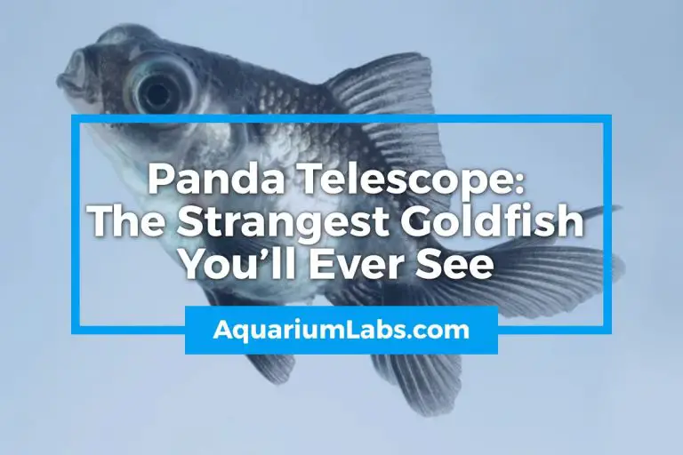 Panda Telescope - Strangest Unusual Goldfish You’ll Ever See