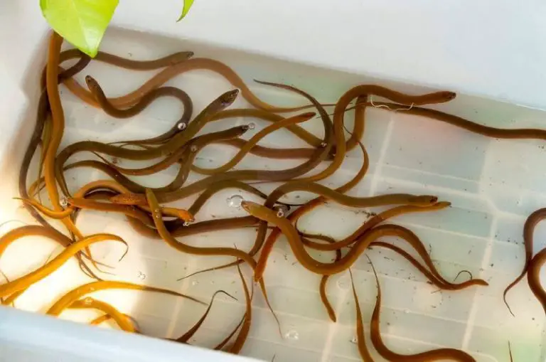 Eel Like Freshwater Fish - Fish That Look Like Eels