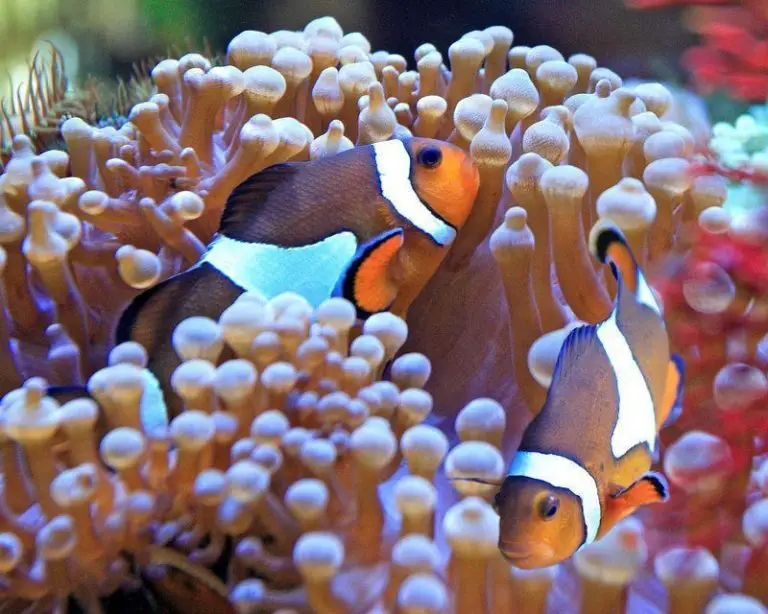 Do Clownfish Mate for Life? | Aquarium Labs