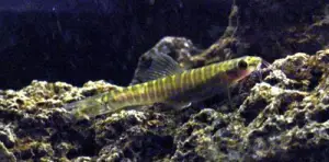 Fish That Start With K [Extensive Freshwater & Saltwater Fish Name List]