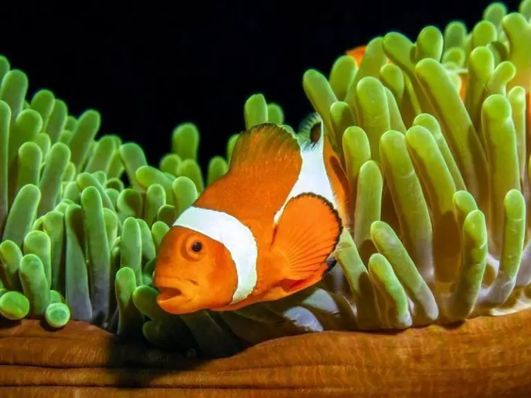 Do Clownfish Mate for Life? | Aquarium Labs