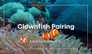 Clownfish Pair - How to Pair Clownfish | Aquarium Labs