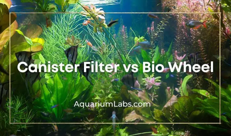 Canister Filter vs Bio Wheel Filtration Comparison
