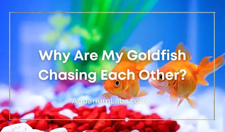 Why Do Goldfish Chase Each Other?